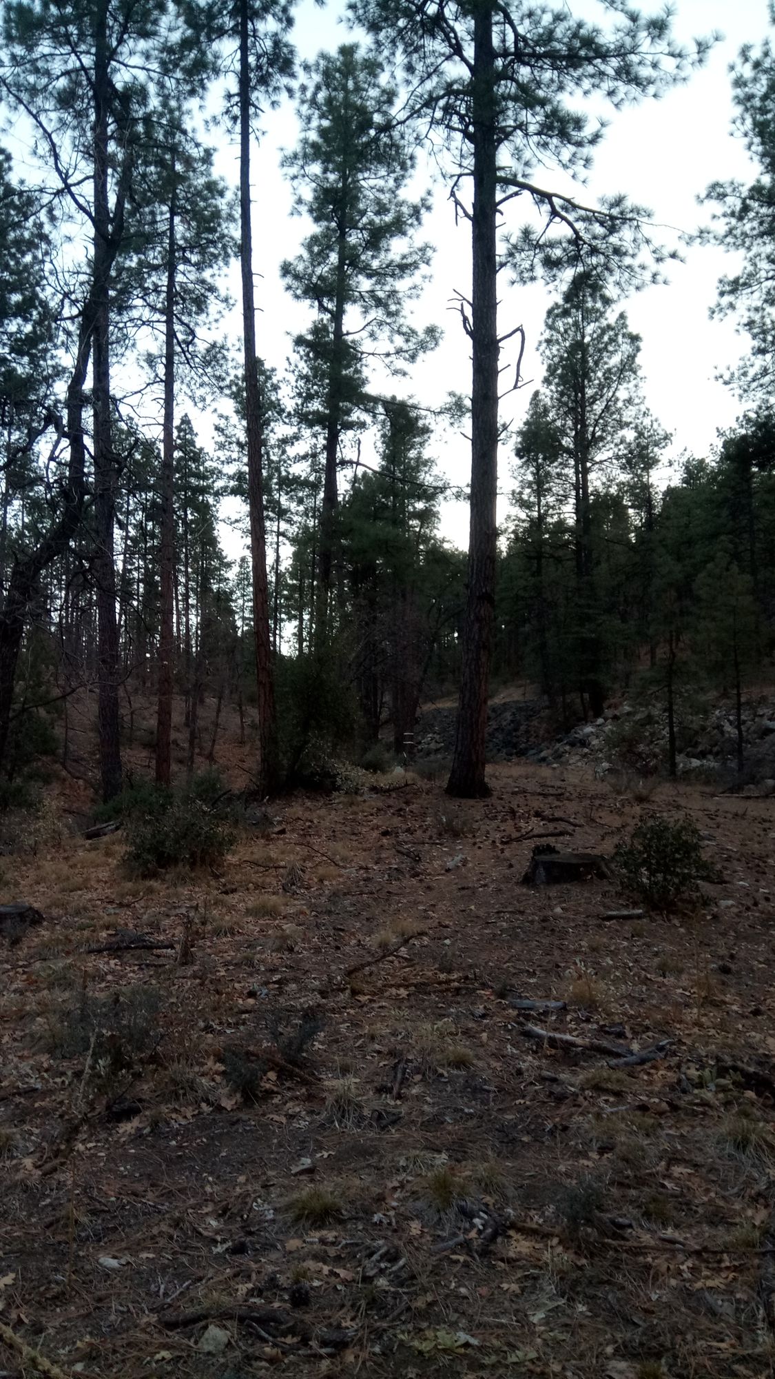 The Vault - Prescott, Arizona | UDisc Disc Golf Course Directory