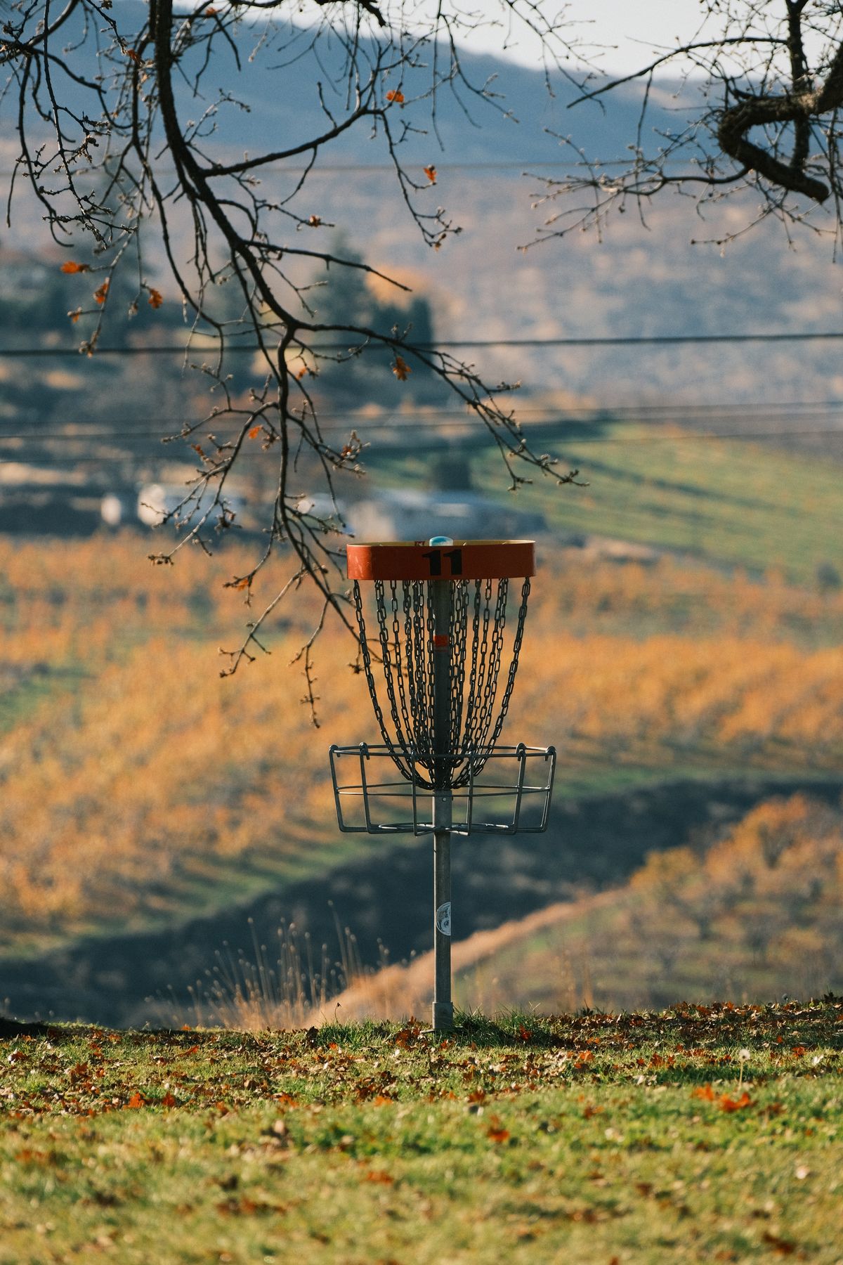 Disc Golf Tree